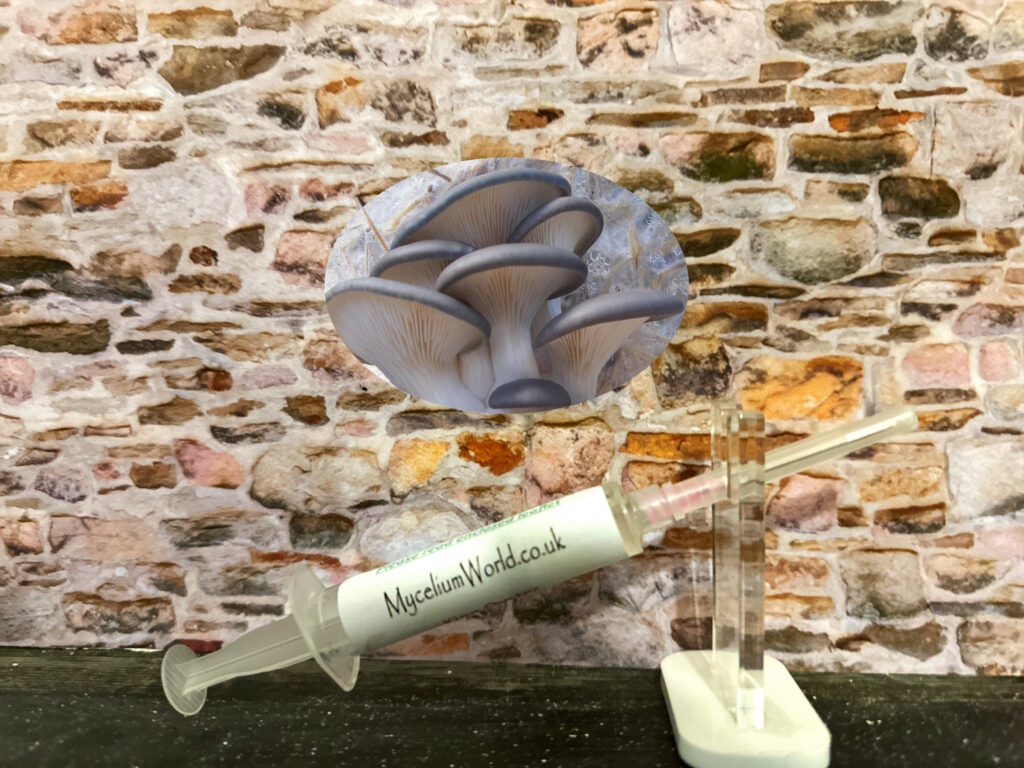 10ml / 60ml Blue Oyster Mushrooms Specialist Range Liquid Mycelium ...