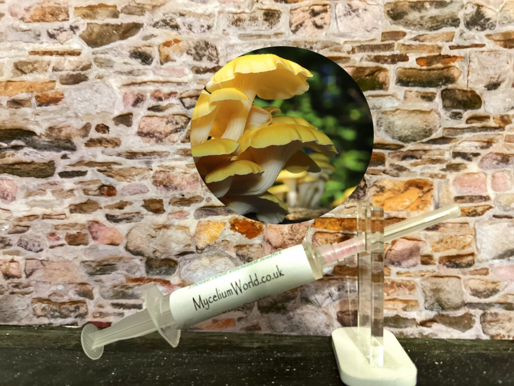 Golden Oyster Mushrooms Liquid Mycelium Culture/Seed - Free Delivery