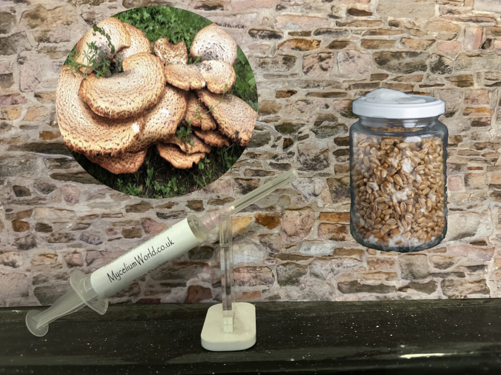 Shop - Mycelium World