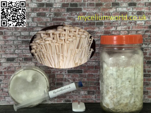450g Enoki Mushrooms Specialist Range Grain Spawn - Free Delivery Available