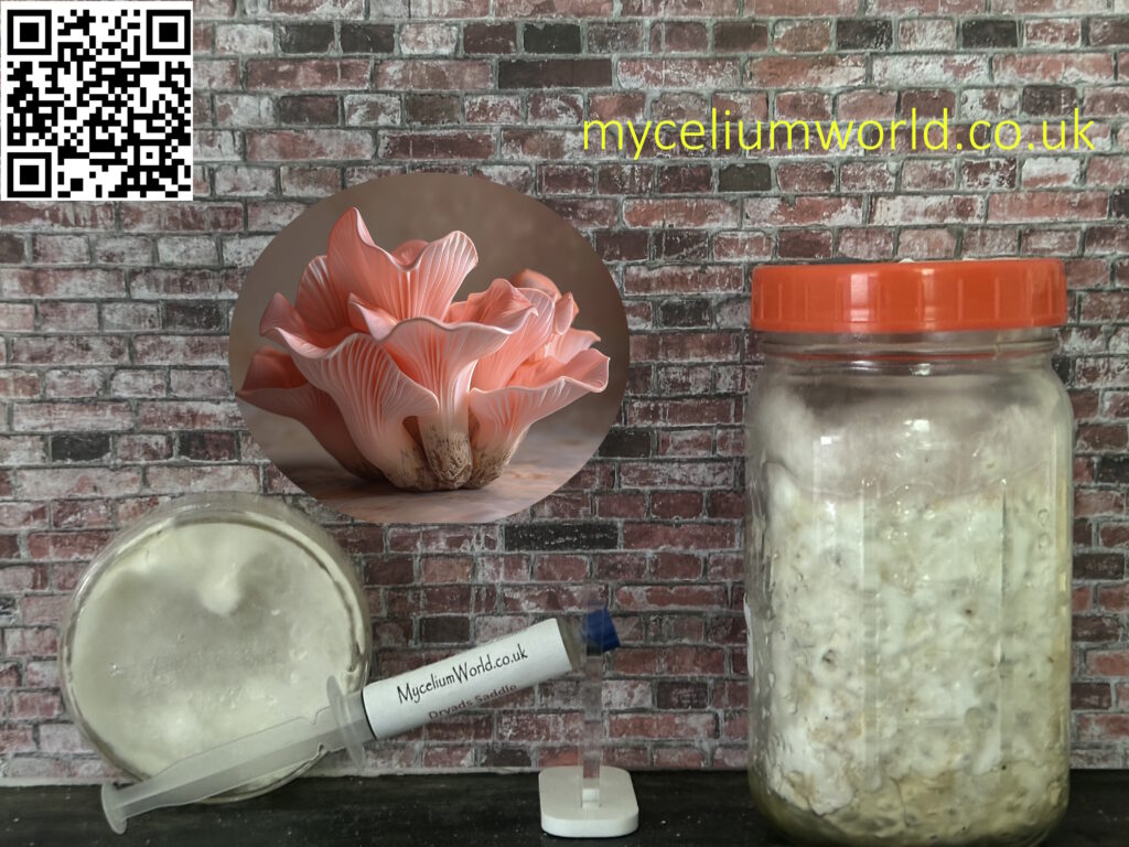 Pink Oyster Mushrooms - Mycelium World