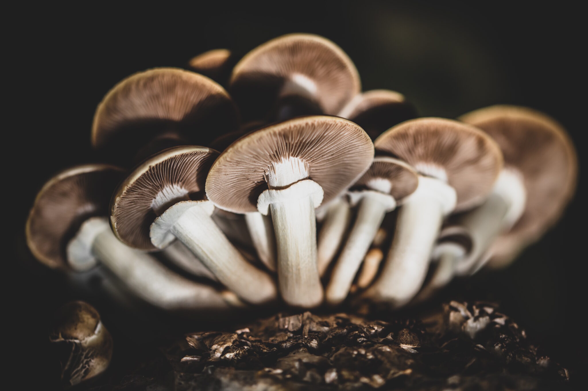 Astonishing Guide to Growing Pioppino Mushrooms